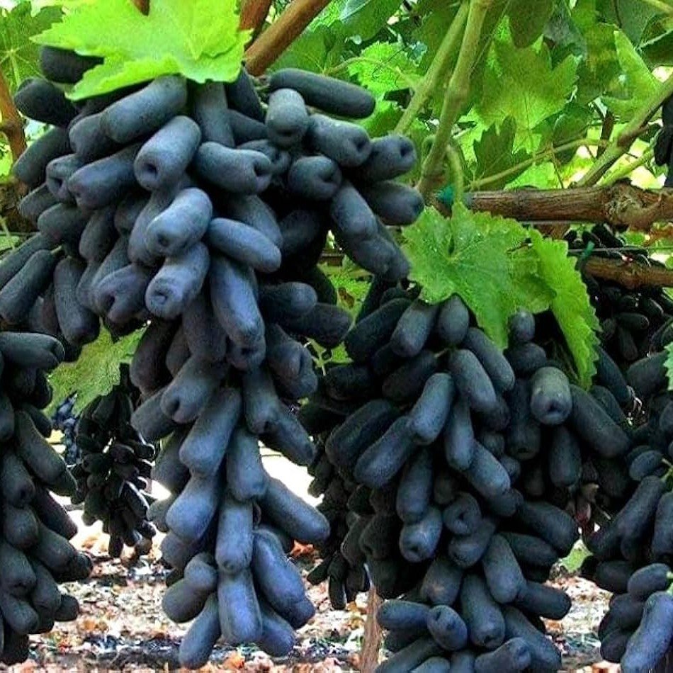 Seedless Black Grapes Fruit Plant – Plants Villa