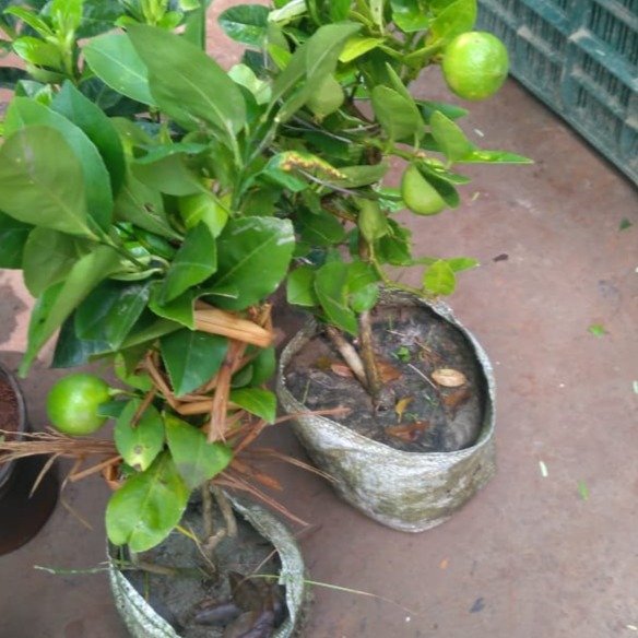 Seedless Lemon Grafted & Hybrid Fruit Plant – Plants Villa