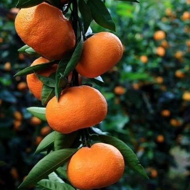 Seedless Orange Grafted & Hybrid Fruit Plant – Plants Villa