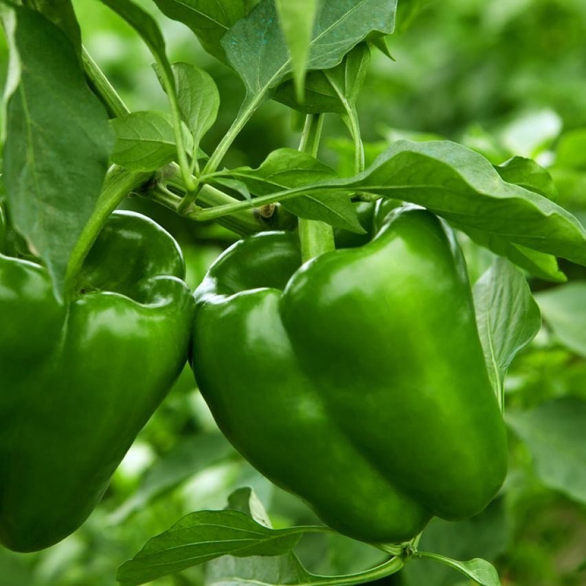 Shimla Mirch ( Capsicum) Fruit Plant - Green – Plants Villa
