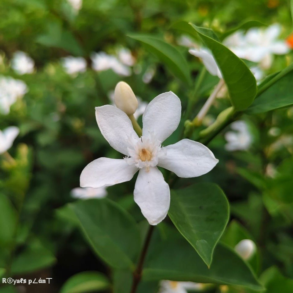 Srilankan Tagar | Jasmine Flower Plant- White – Plants Villa