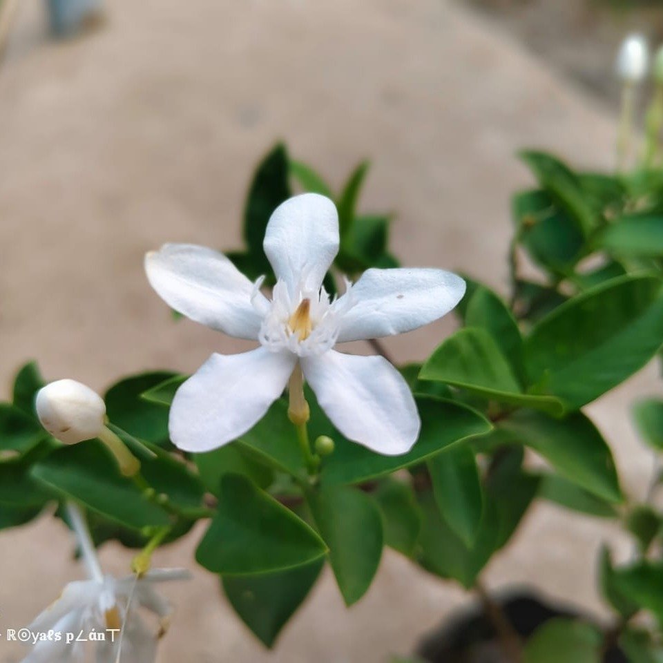 Srilankan Tagar | Jasmine Flower Plant- White – Plants Villa