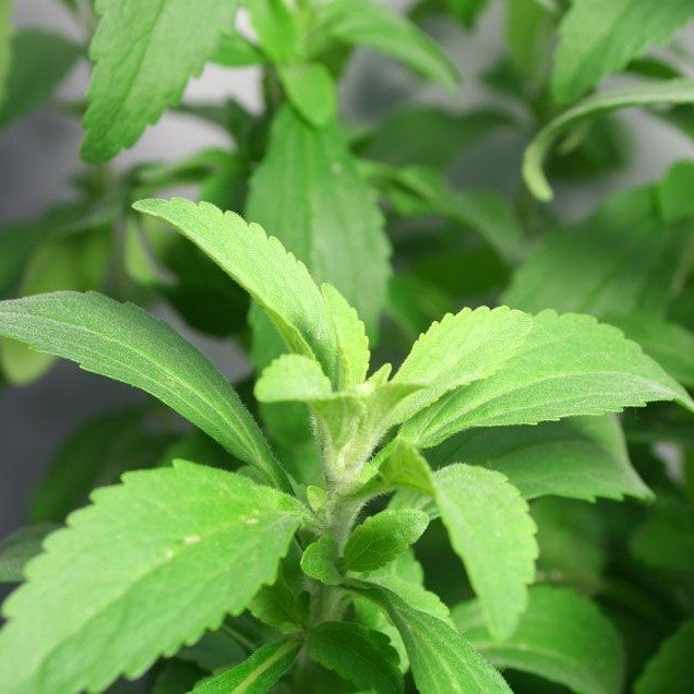 Stevia-Sweet Tulshi Plant – Plants Villa