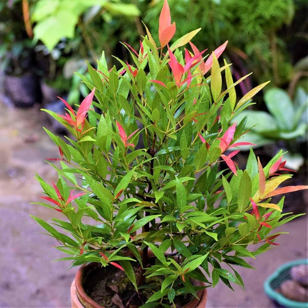 Syzygium Christina Tropical Live Plant – Plants Villa
