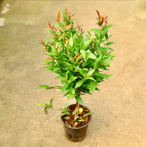 Syzygium Christina Tropical Live Plant – Plants Villa
