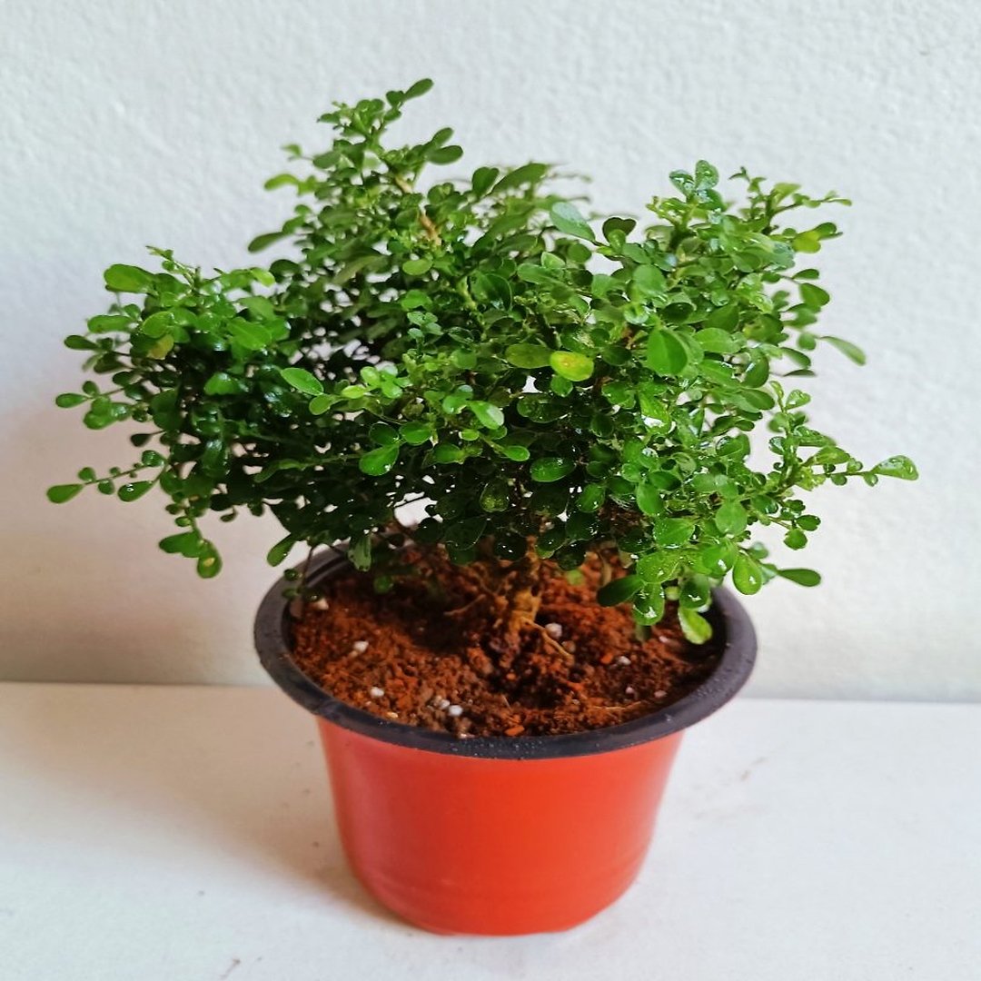 Table Top Kamini Live Plant – Plants Villa