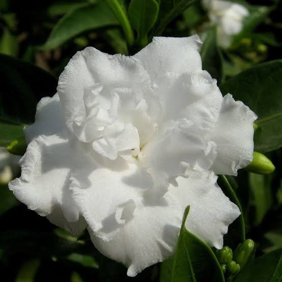 Tagar Double Frills | Jasmine Flower Plant- White – Plants Villa