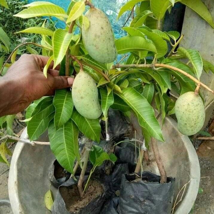 Thai All Time - Grafted Mango Fruit Plant – Plants Villa