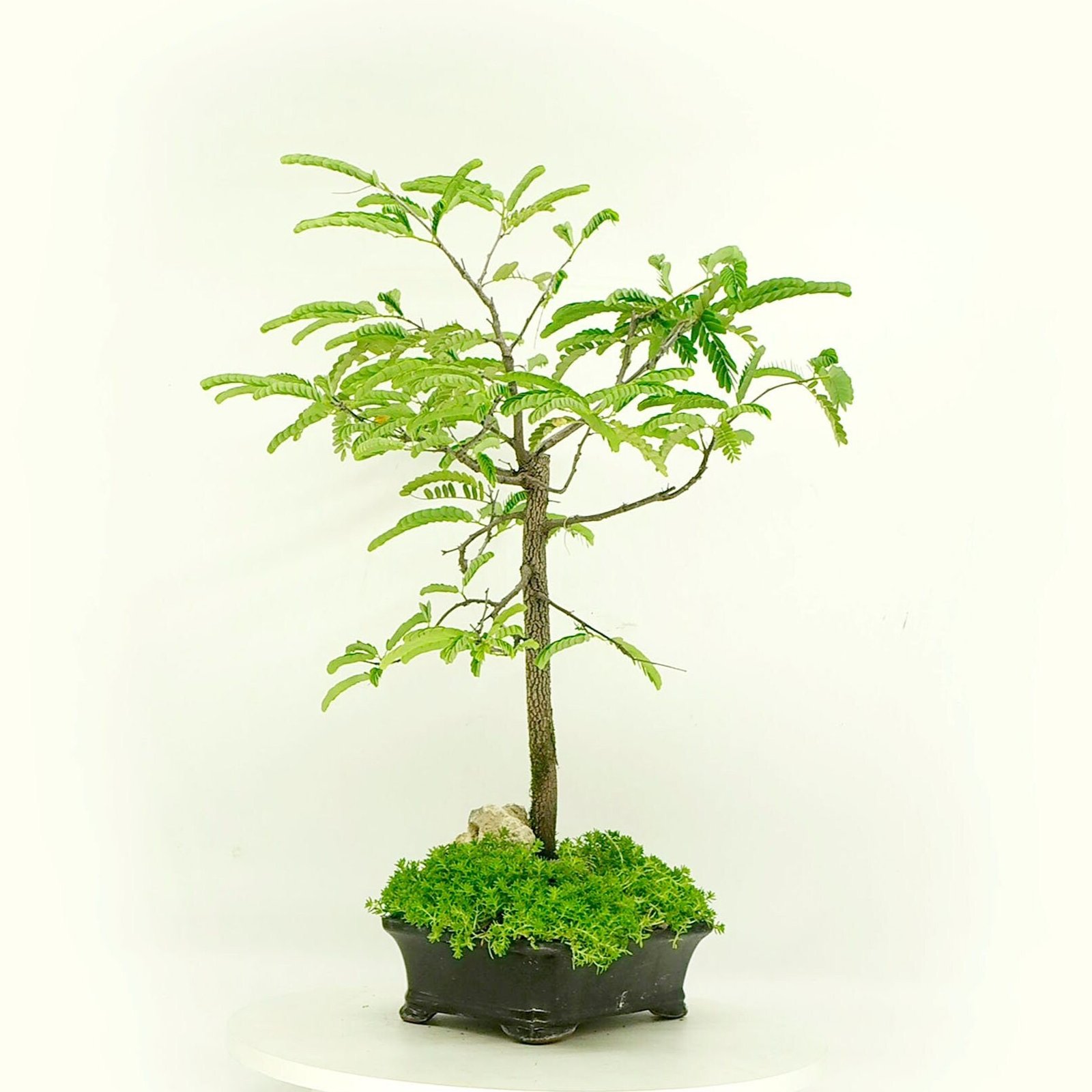 Thai Varitey-Alltime Tamarind (Imli) Fruit Plant – Plants Villa