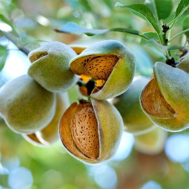 Thai Varitey Almond Plant – Plants Villa