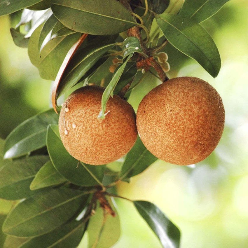 Thai Varitey Grafted Chikoo Fruit Plant – Plants Villa
