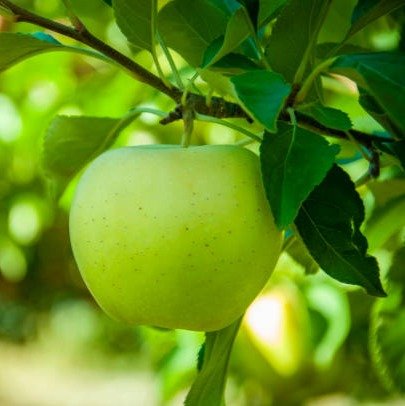 Thai Varitey Green Apple Grafted Fruit Plant – Plants Villa