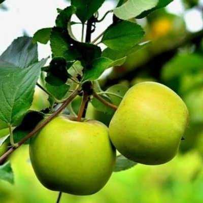 Thai Varitey Green Apple Grafted Fruit Plant – Plants Villa