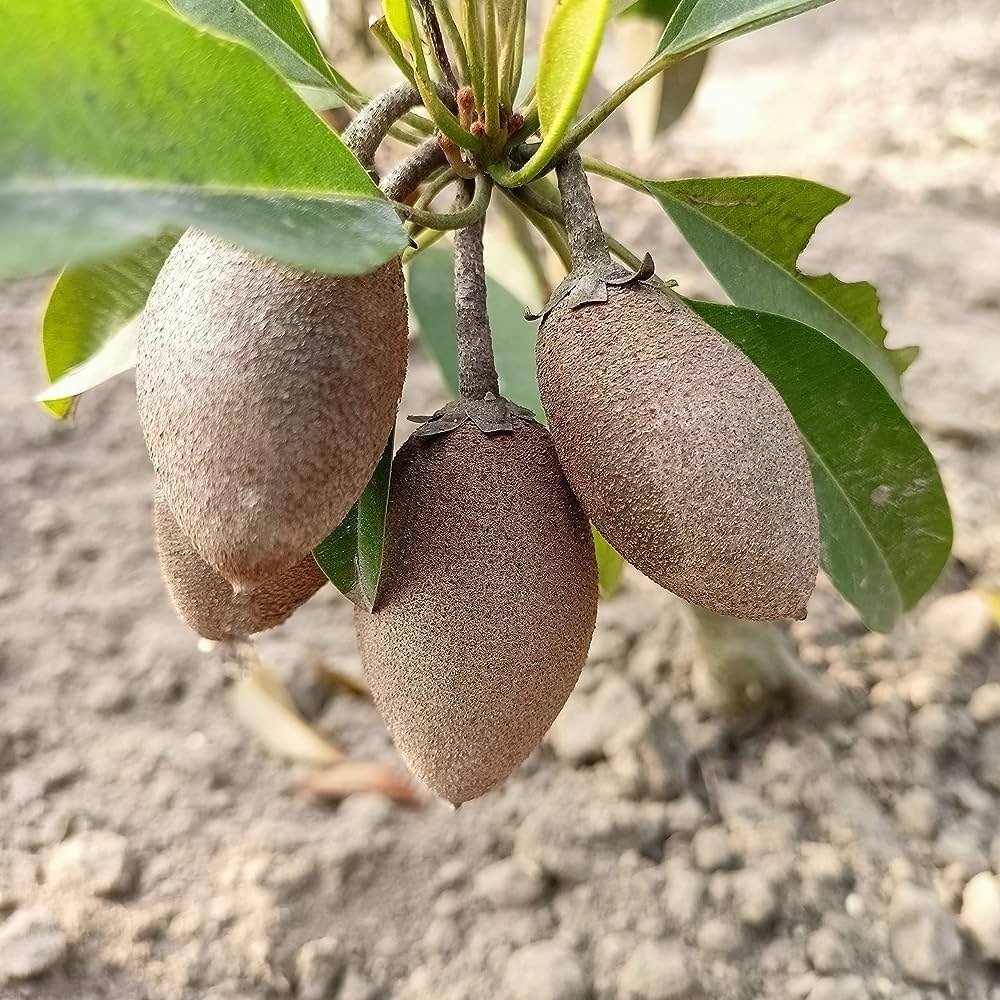 Thai Varitey Long Chikoo Grafted Fruit Plant – Plants Villa