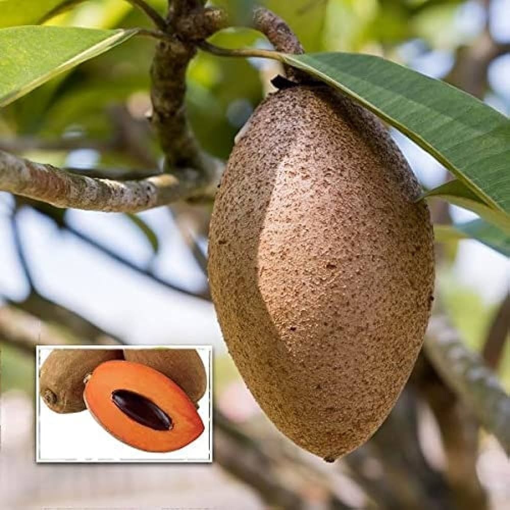 Thai Varitey Long Chikoo Grafted Fruit Plant – Plants Villa