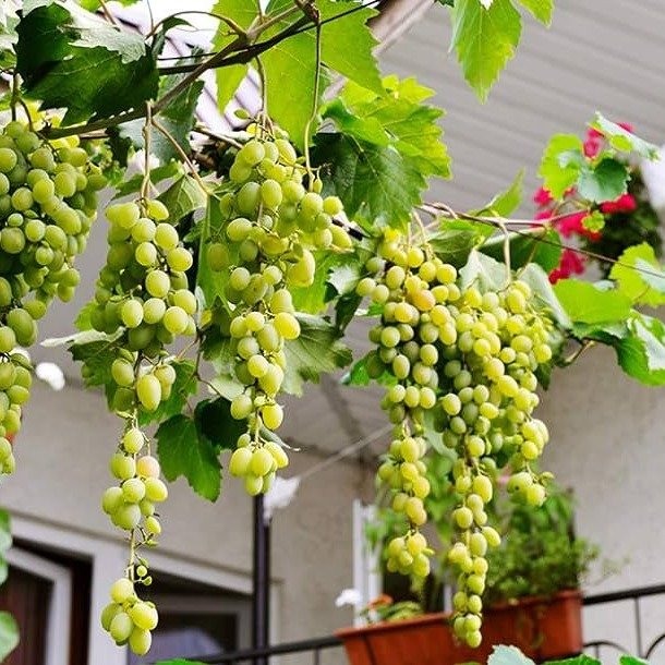 Thai Varitey Seedless Green Grapes Fruit Plant – Plants Villa
