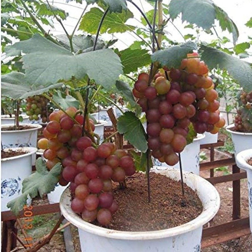 Thai Varitey Seedless Red Grapes Fruit Plant – Plants Villa