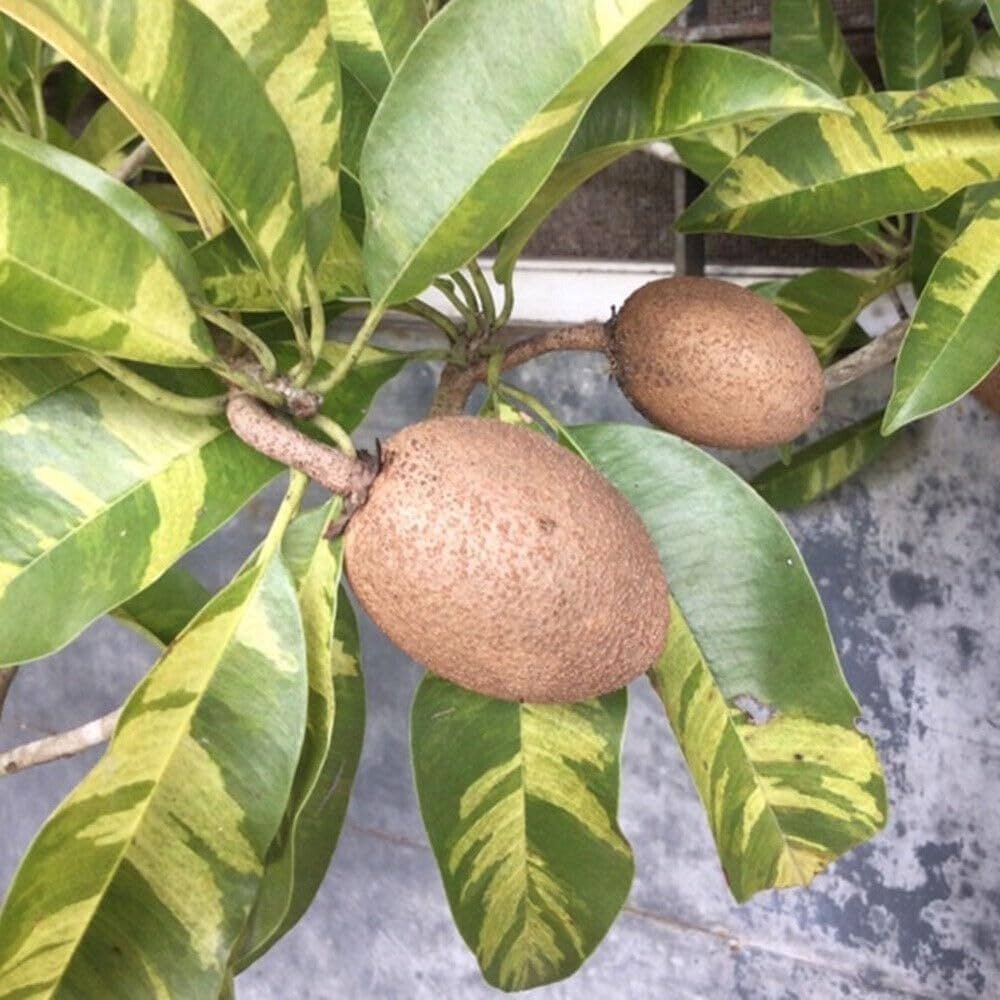 Verigated Chikoo Fruit Plant – Plants Villa