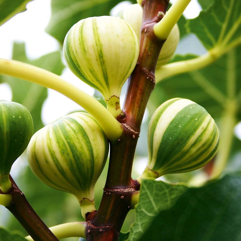 Verigated Fig Fruit Plant – Plants Villa