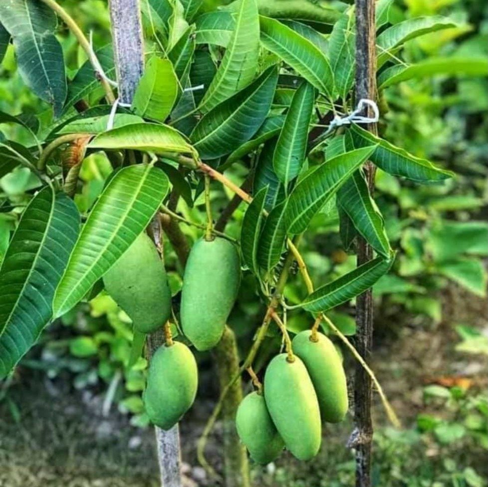 Vietnam Alltime Mango | Grafted Fruit Plant – Plants Villa