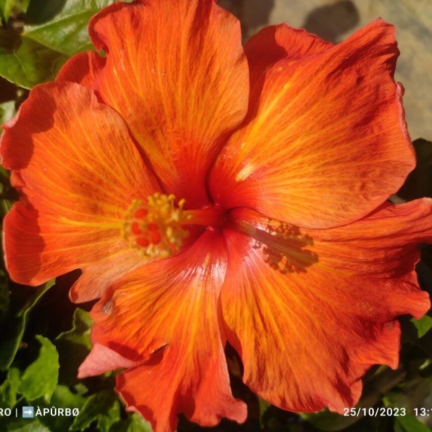 Australian Varitey-Grafted Hibiscus Flower Plant – Plants Villa